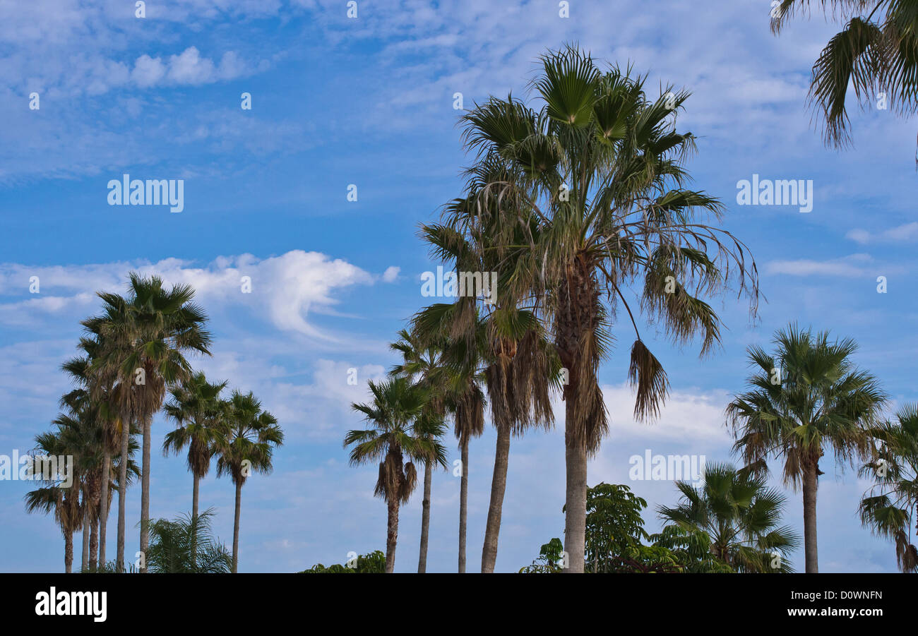Melbourne palm trees hi-res stock photography and images - Alamy