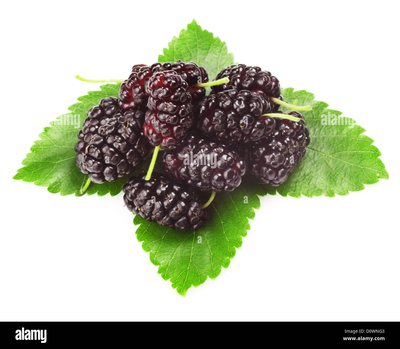 Mulberries hi-res stock photography and images - Alamy