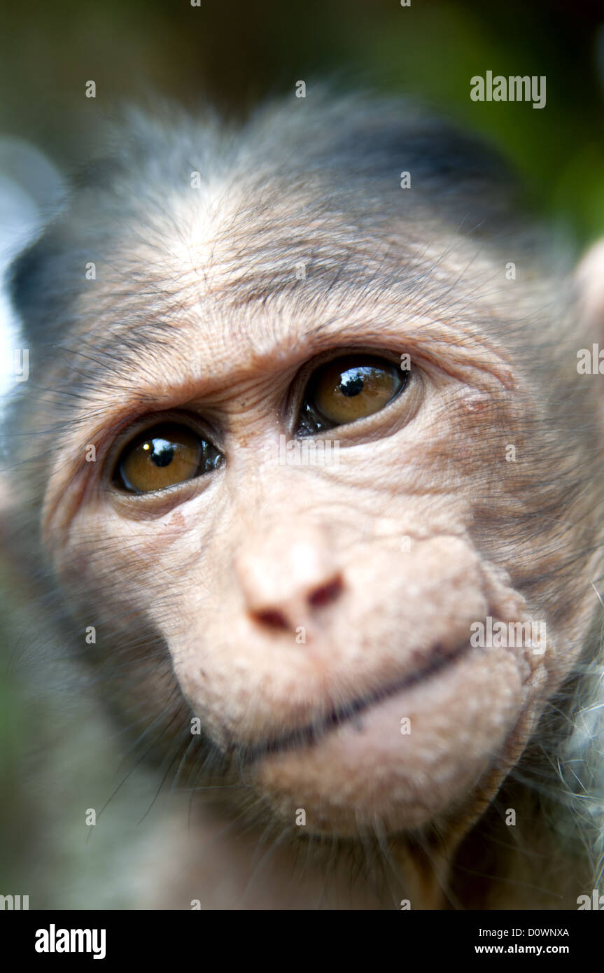 Rhesus Macaque - Macaca mulatta Stock Photo - Alamy