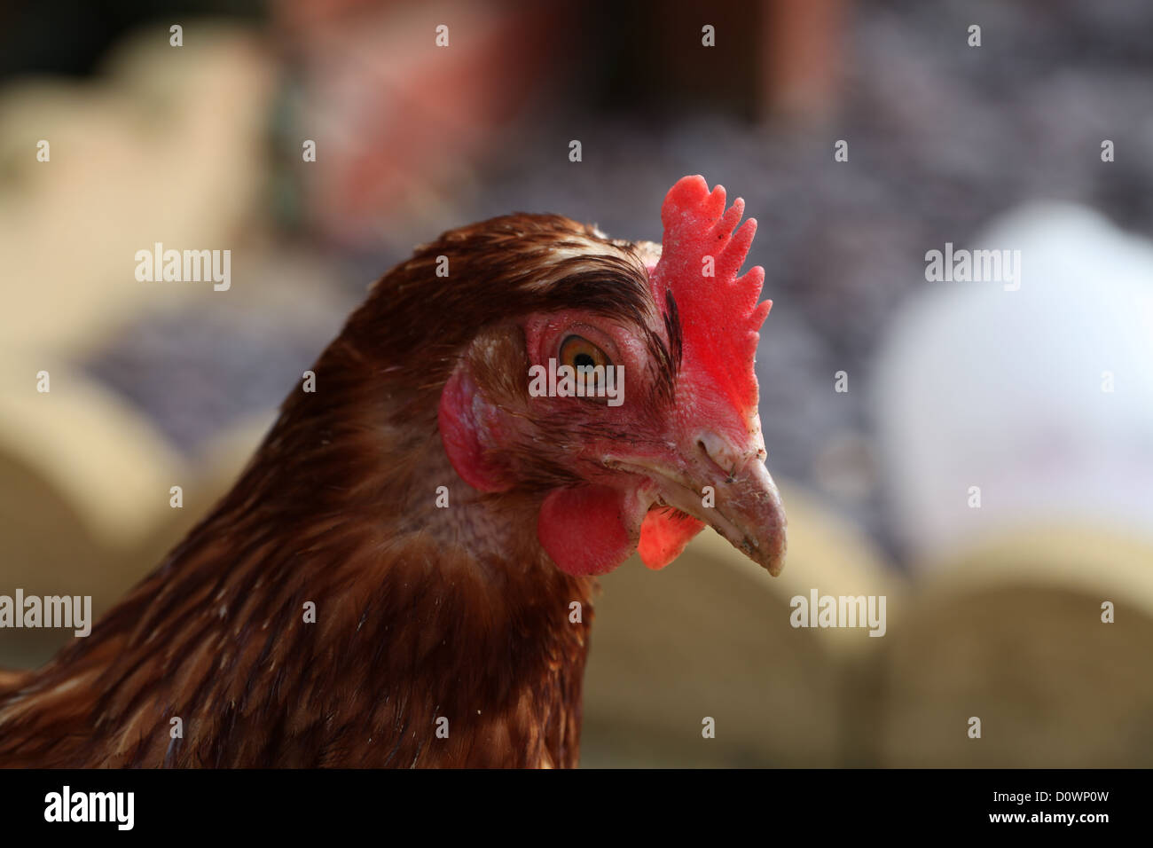 Brown hen with a red comb and wattle Stock Photo - Alamy
