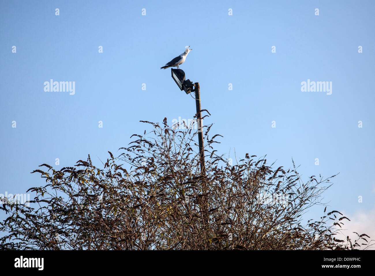 Seagull squark hi-res stock photography and images - Alamy