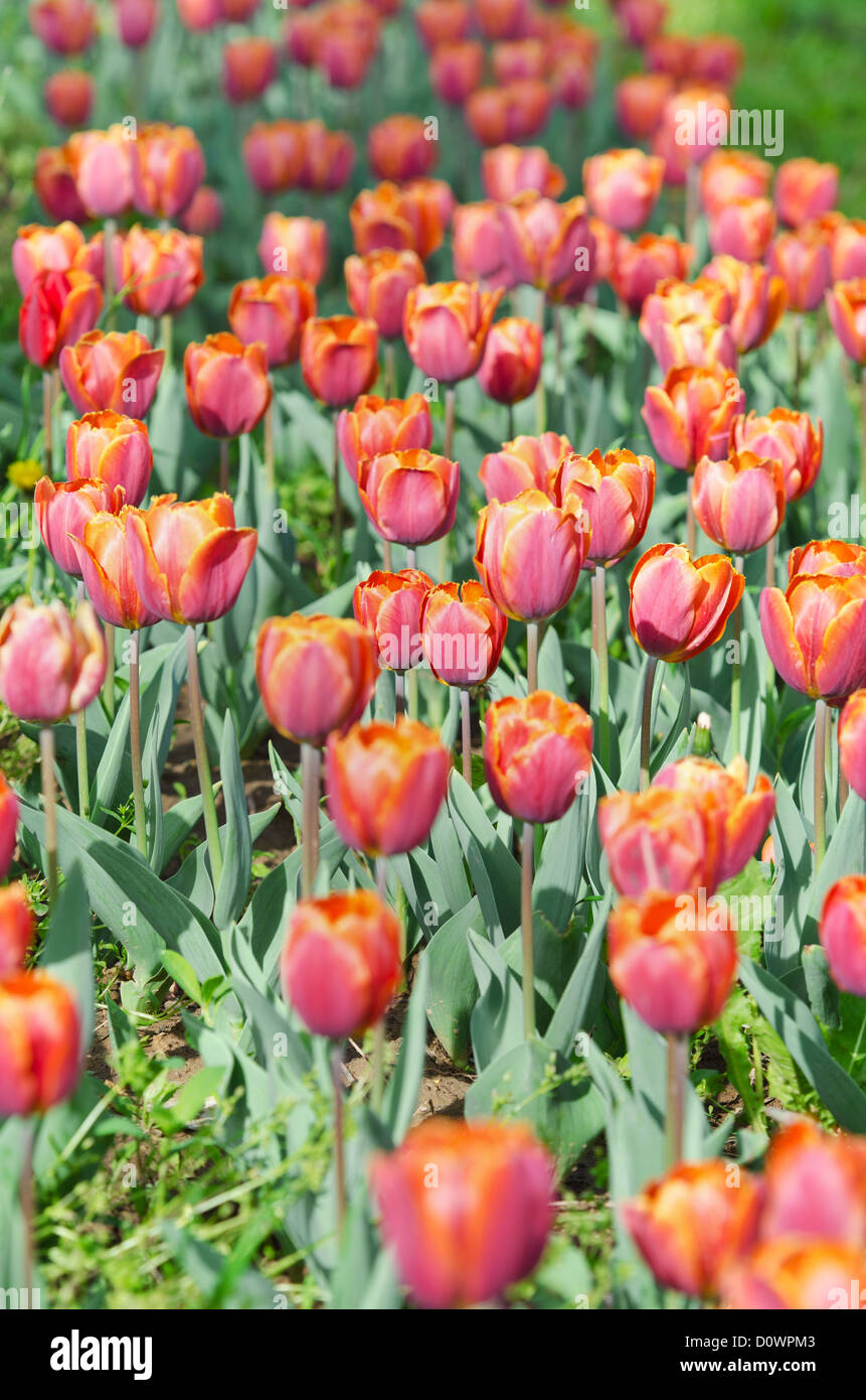 Garden with tulip flowers in summer Stock Photo - Alamy