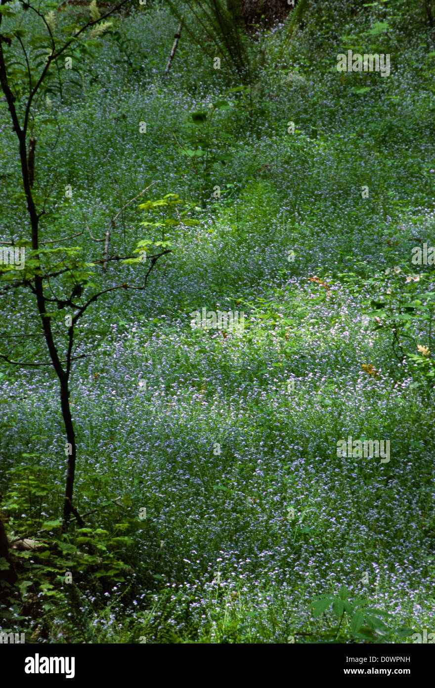 Sun dappled flowers hi-res stock photography and images - Alamy