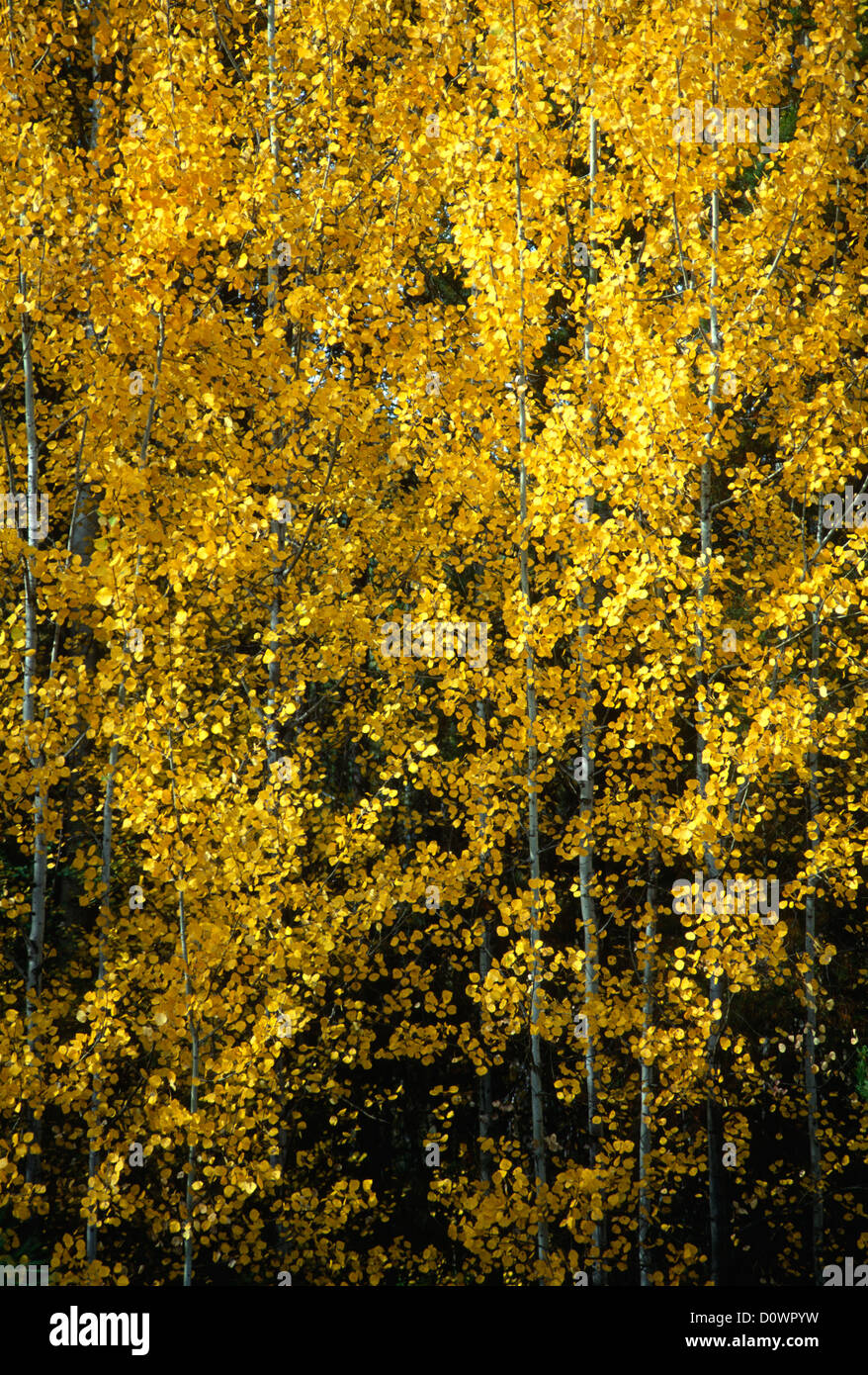 Quaking Aspen in Fall Stock Photo - Alamy