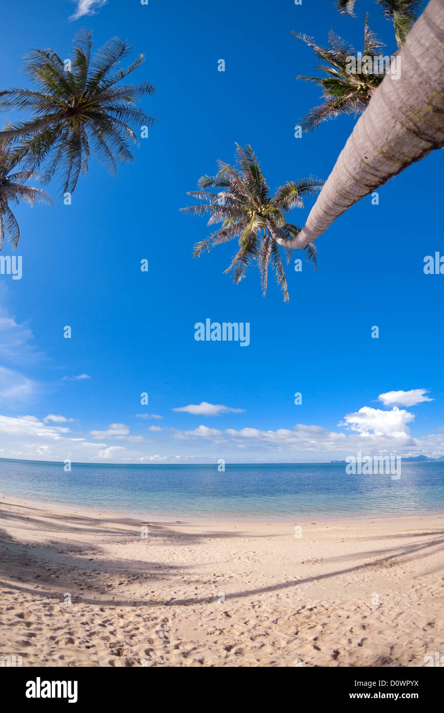 Palm trees on the sand beach Stock Photo - Alamy