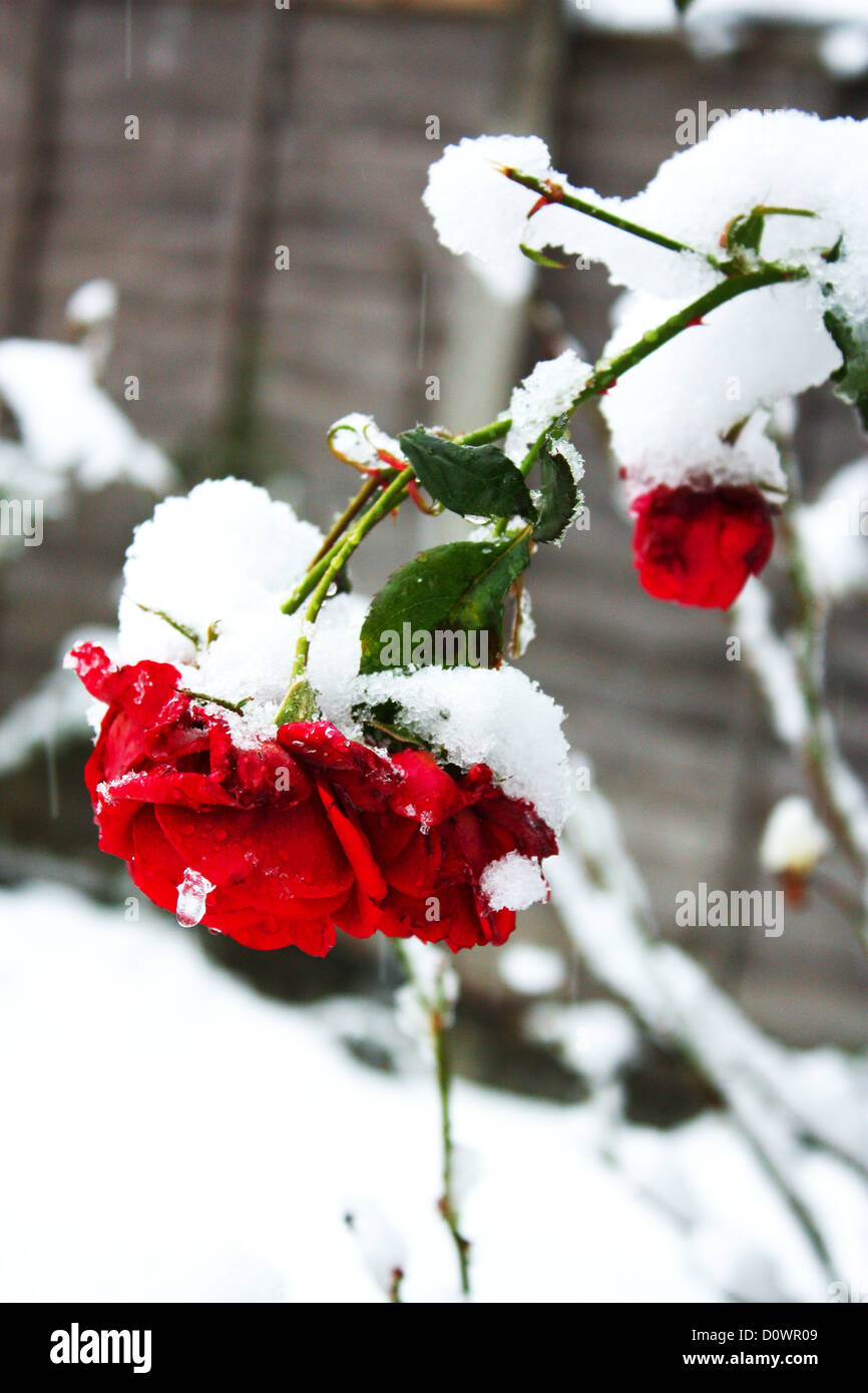 Red rose covered in white snow Stock Photo - Alamy