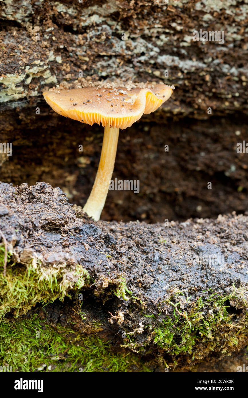Wild mushrooms growing on a forest floor Stock Photo - Alamy