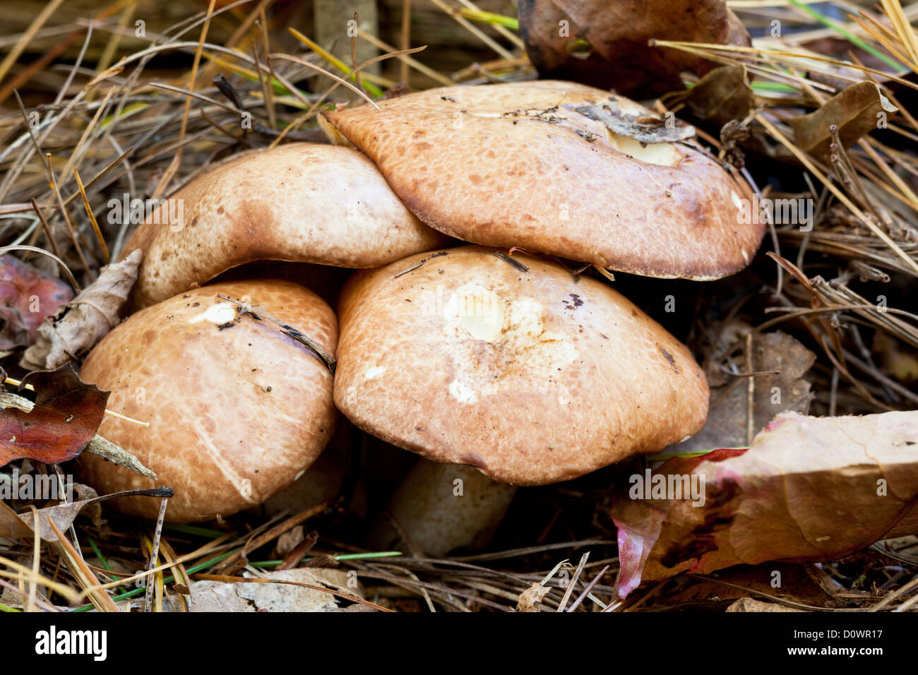 Wild mushrooms growing on a forest floor Stock Photo - Alamy