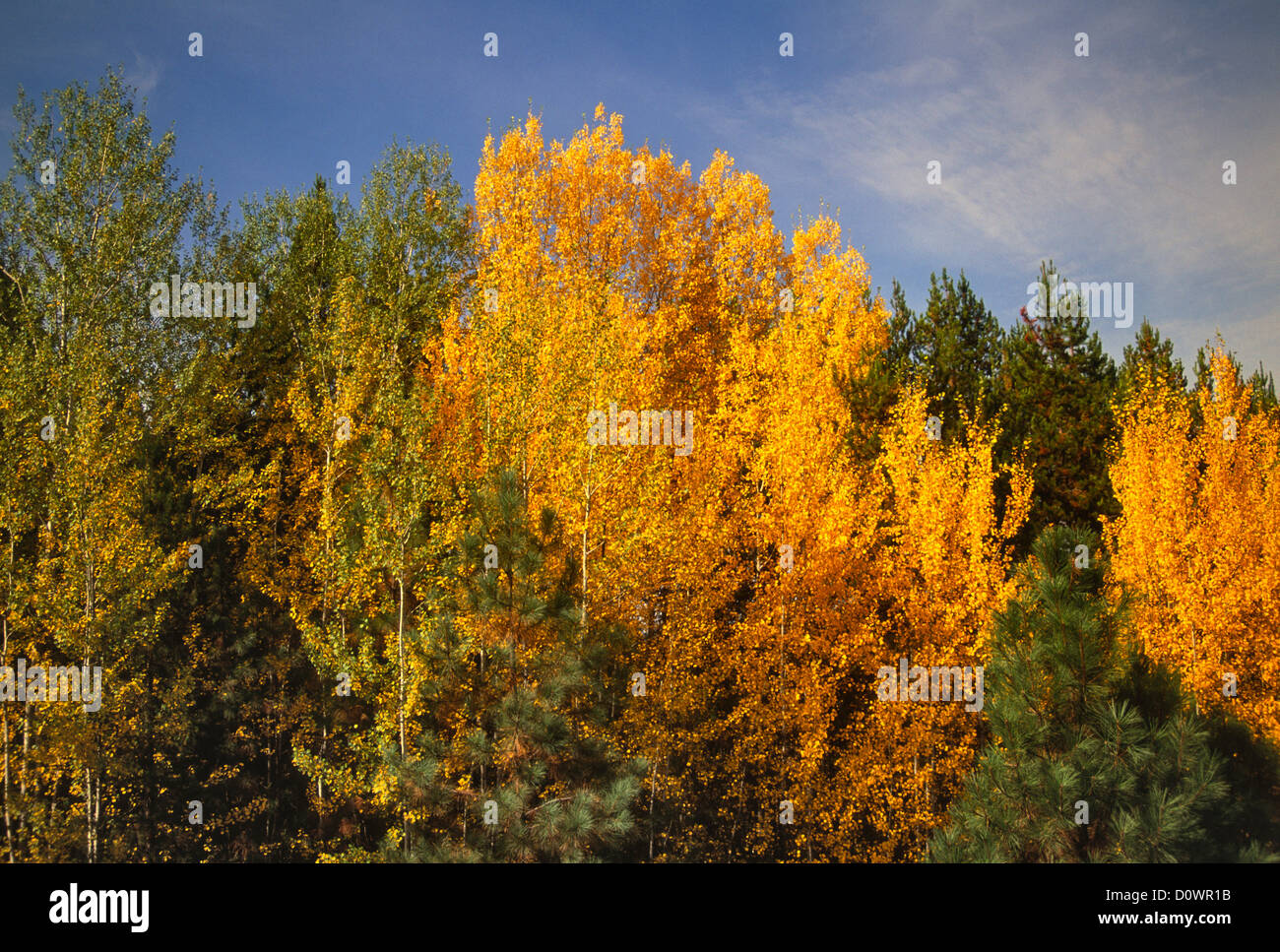 Quaking Aspen in Fall Stock Photo - Alamy