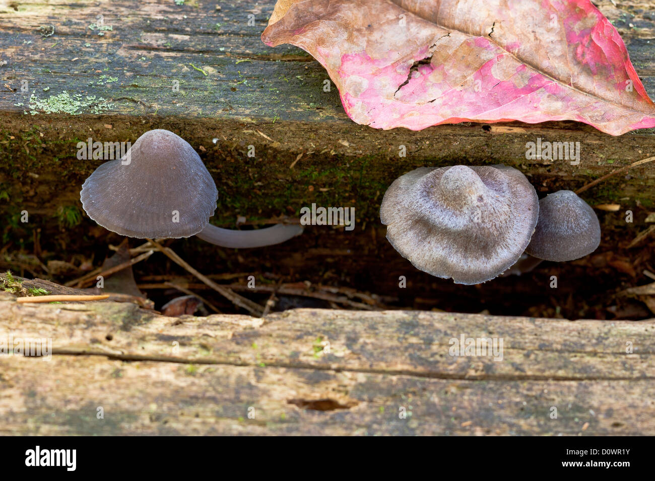 Wild mushrooms growing on a forest floor Stock Photo - Alamy