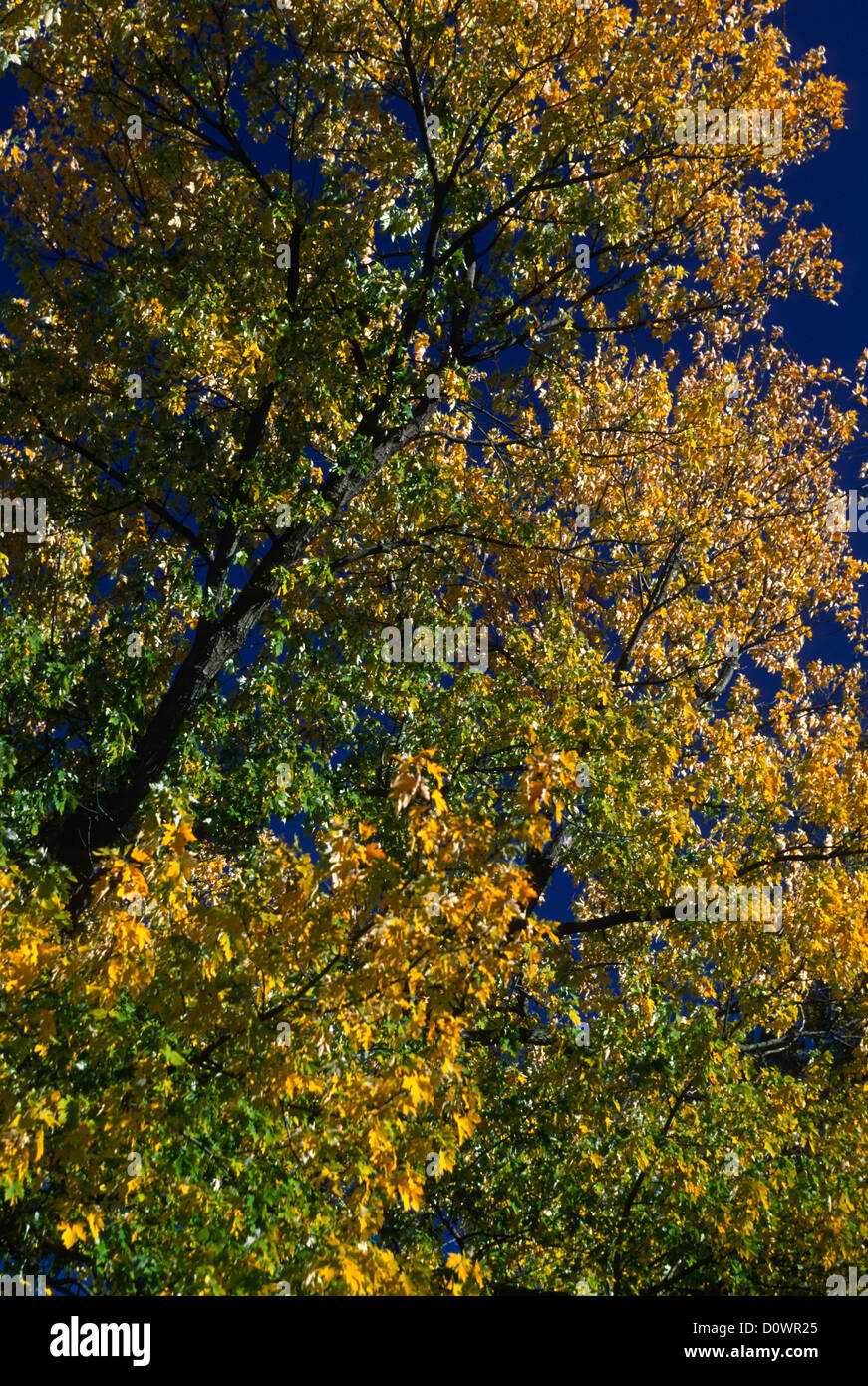 Maple Tree in Fall Stock Photo - Alamy
