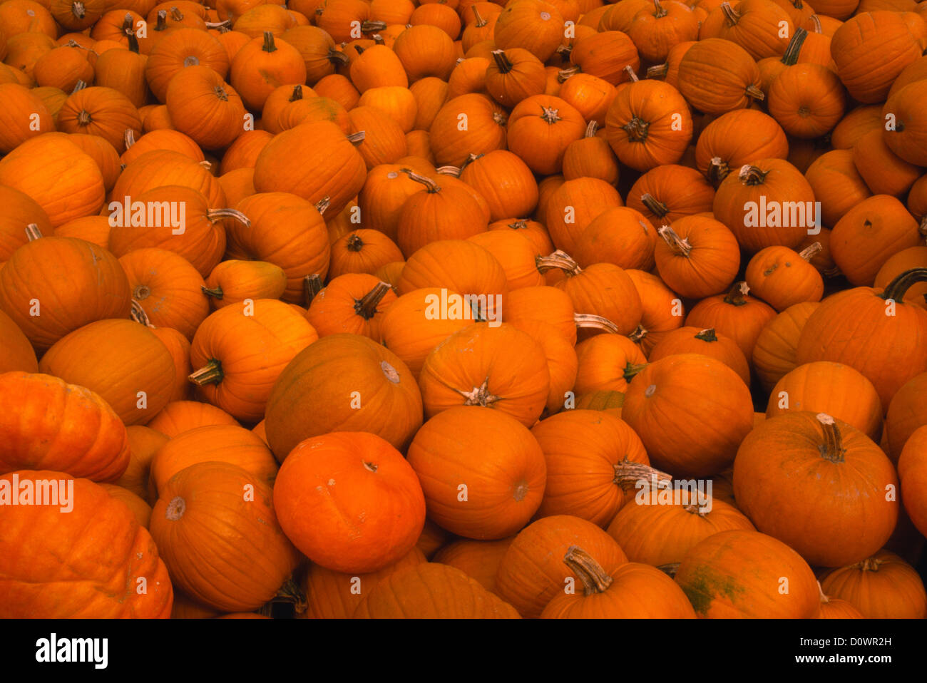 Pile of Pumpkins Stock Photo - Alamy