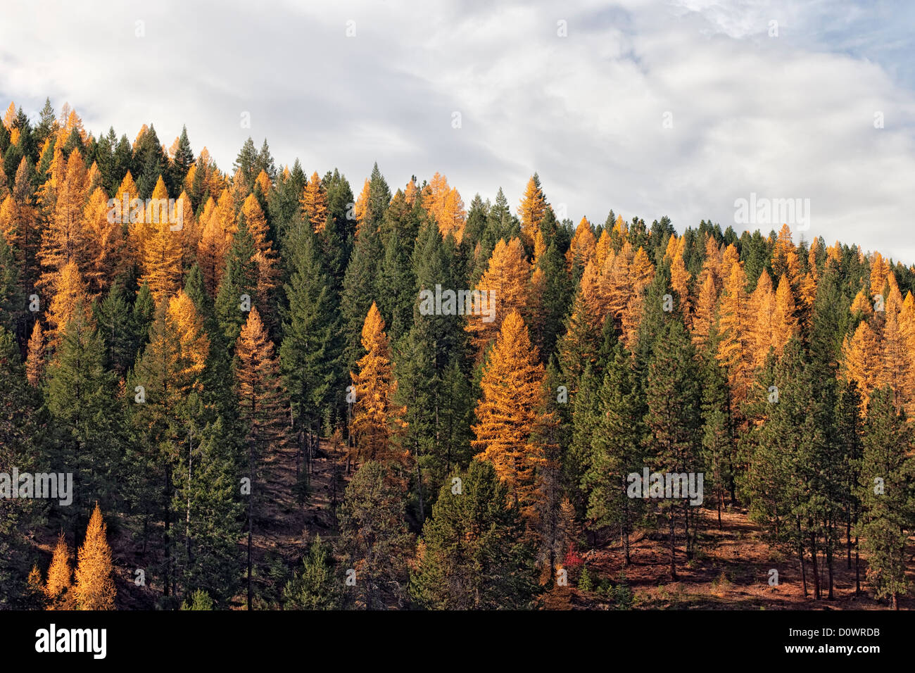 Conifer stand hi-res stock photography and images - Alamy