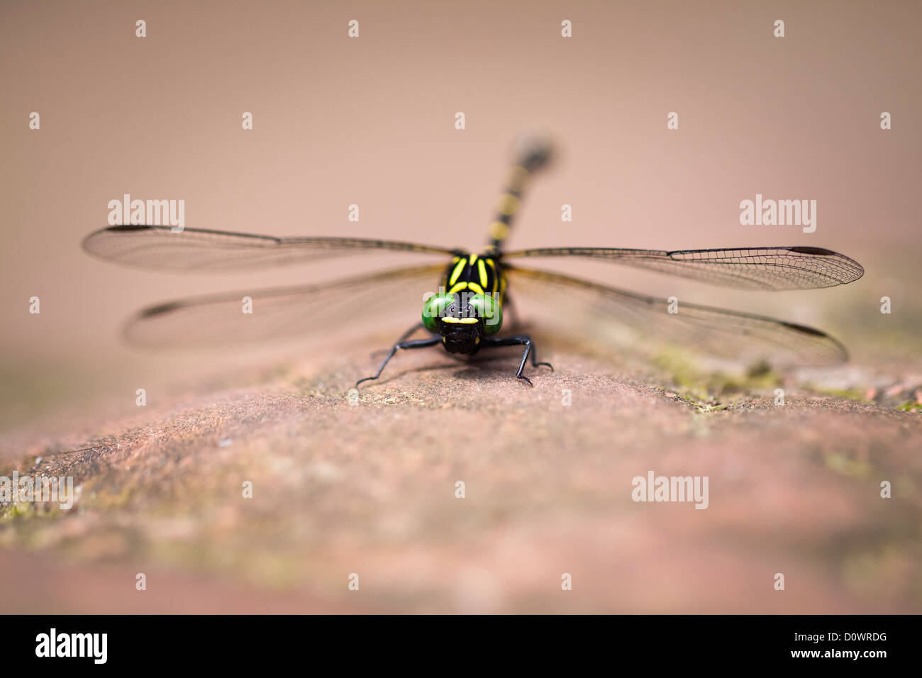 Ommateum hi-res stock photography and images - Alamy