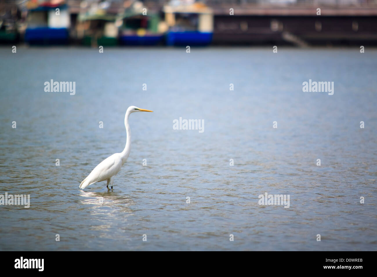 Egret in river Stock Photo - Alamy