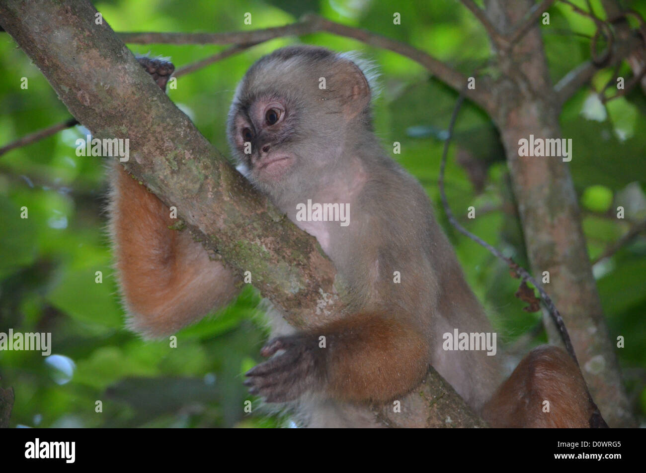 Brazil indigenous ape hi-res stock photography and images - Alamy