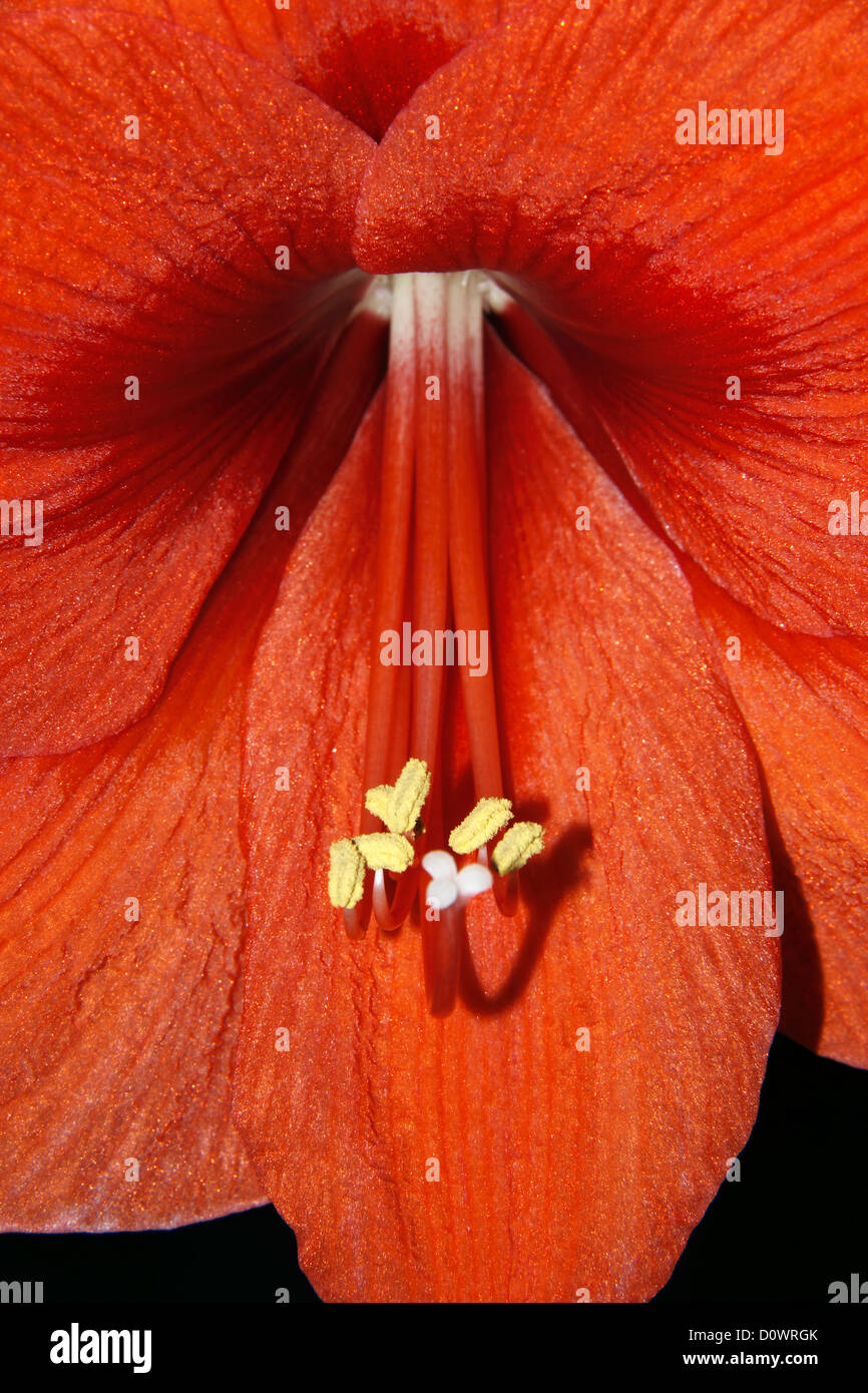 Close up of a deep red Amaryllis flower Stock Photo - Alamy