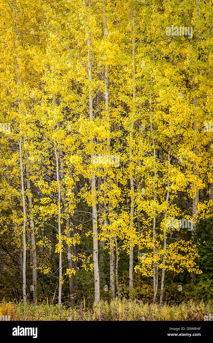 Tumwater hi-res stock photography and images - Alamy