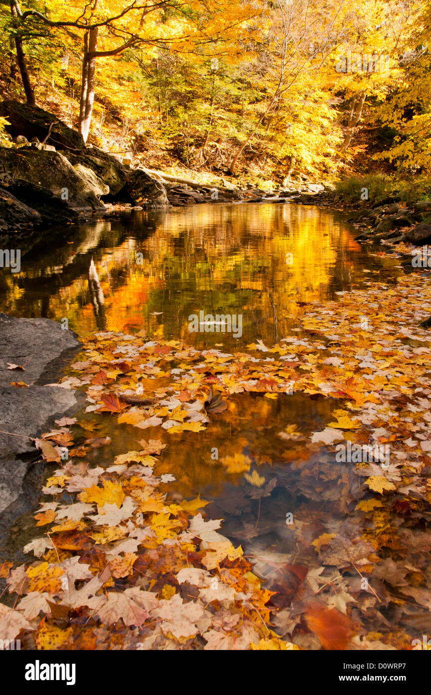 The colors of autumn reflect in a small forest water hole Stock Photo ...