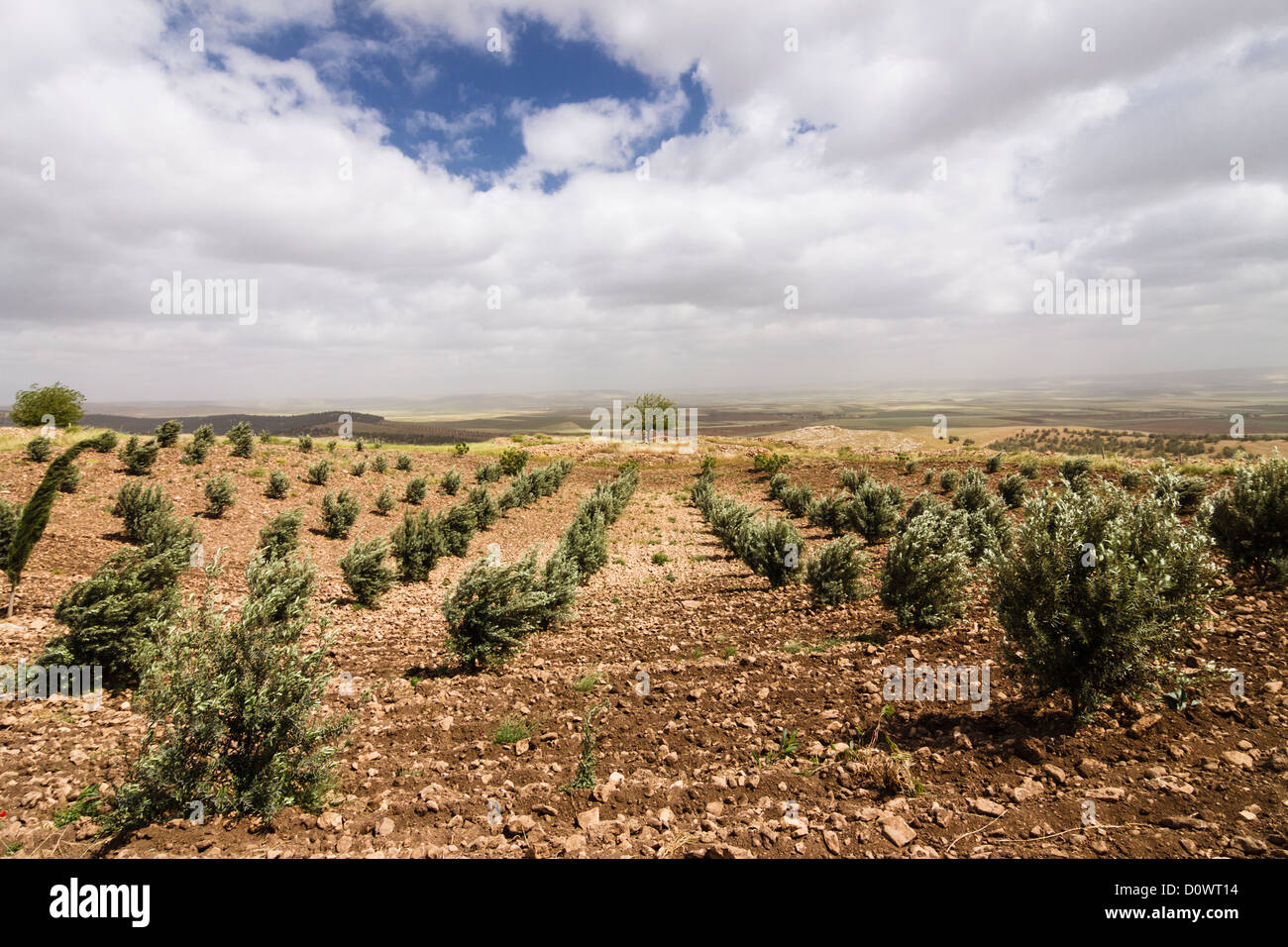 Sapling Olive trees in Gobekli Tepe, Sanliurfa, Southeast Turkey Stock ...