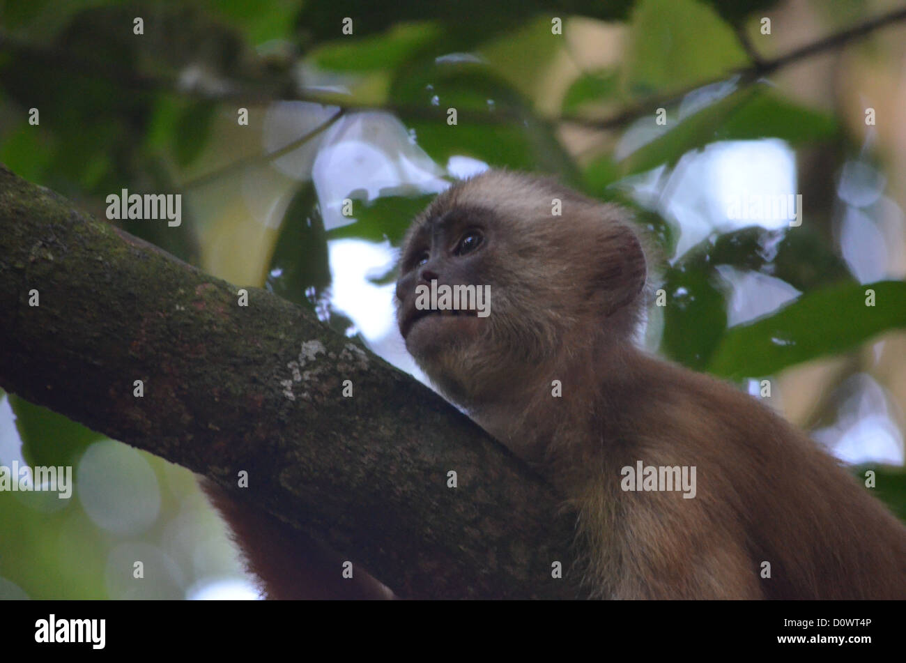 White Faced Capuchin Monkey posing in a tree. Amazon rainforest, Madre ...