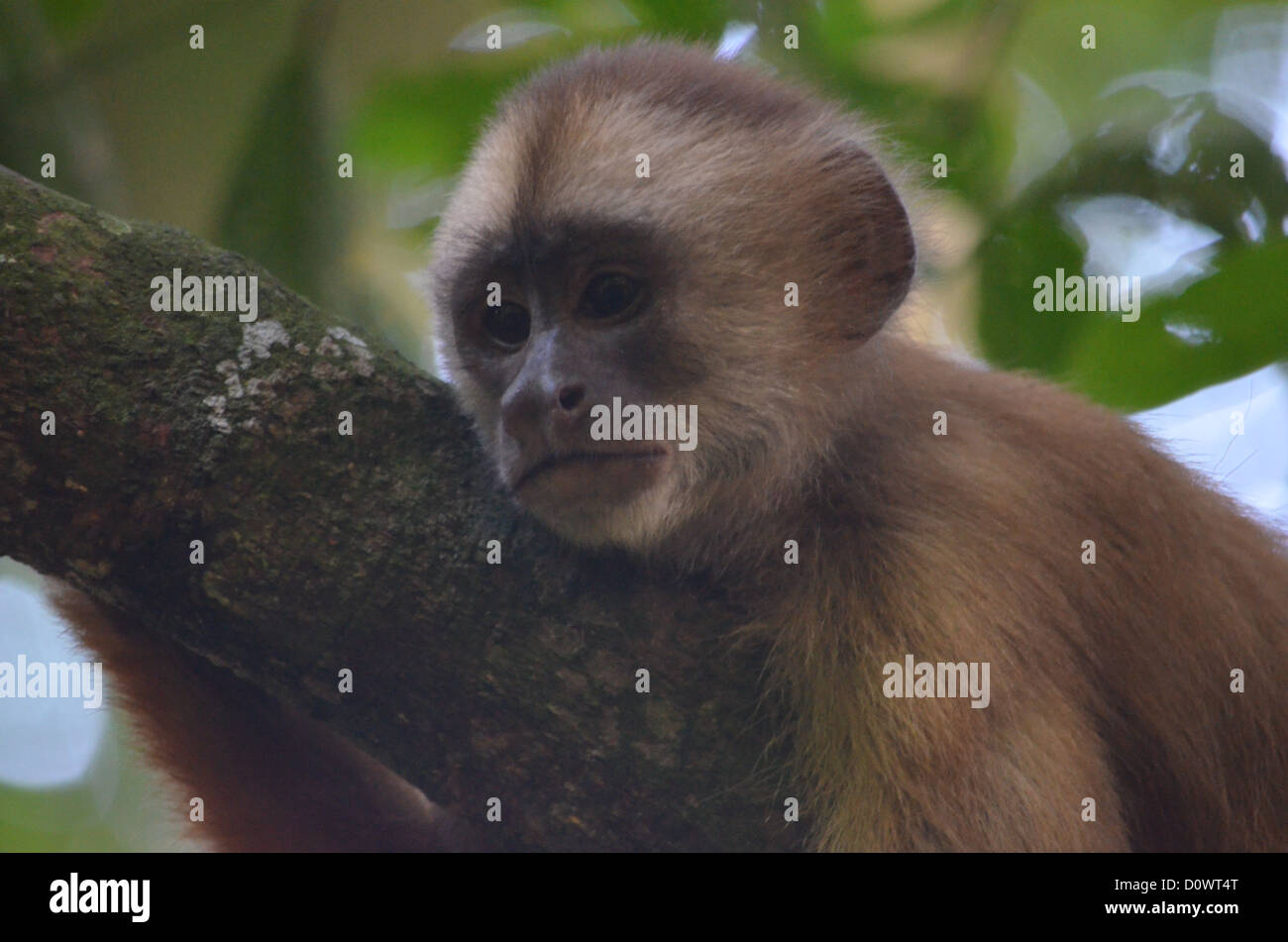 White Faced Capuchin Monkey posing in a tree. Amazon rainforest, Madre ...