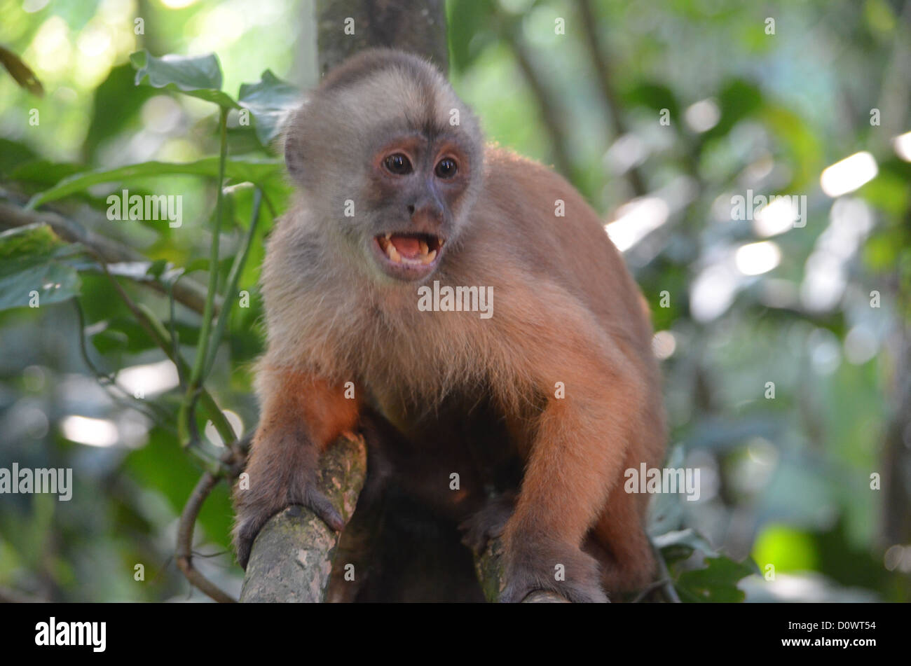 Maldonado monkey hi-res stock photography and images - Alamy