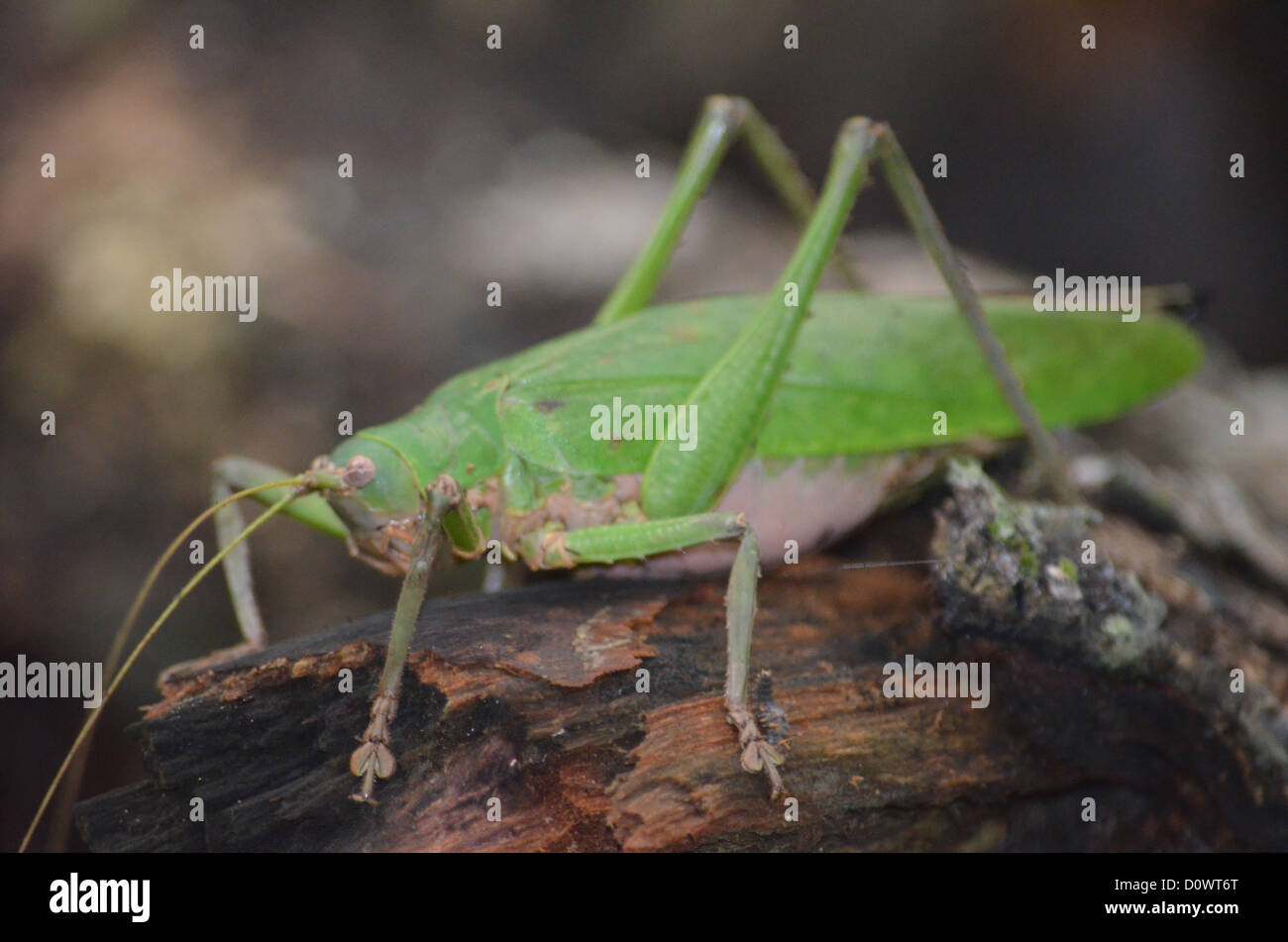 Amazon insect hi-res stock photography and images - Alamy