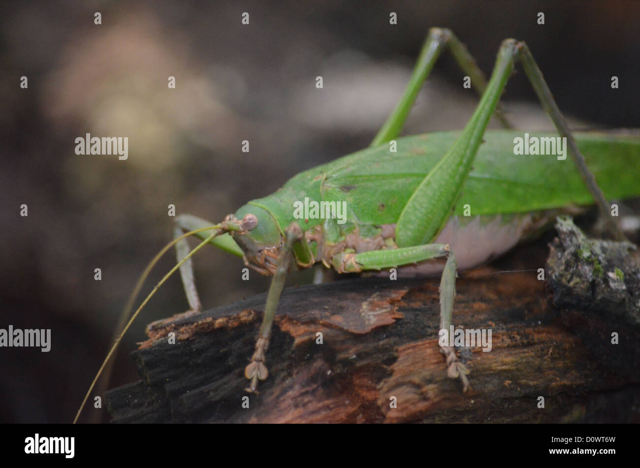 Rainforest insect hi-res stock photography and images - Alamy