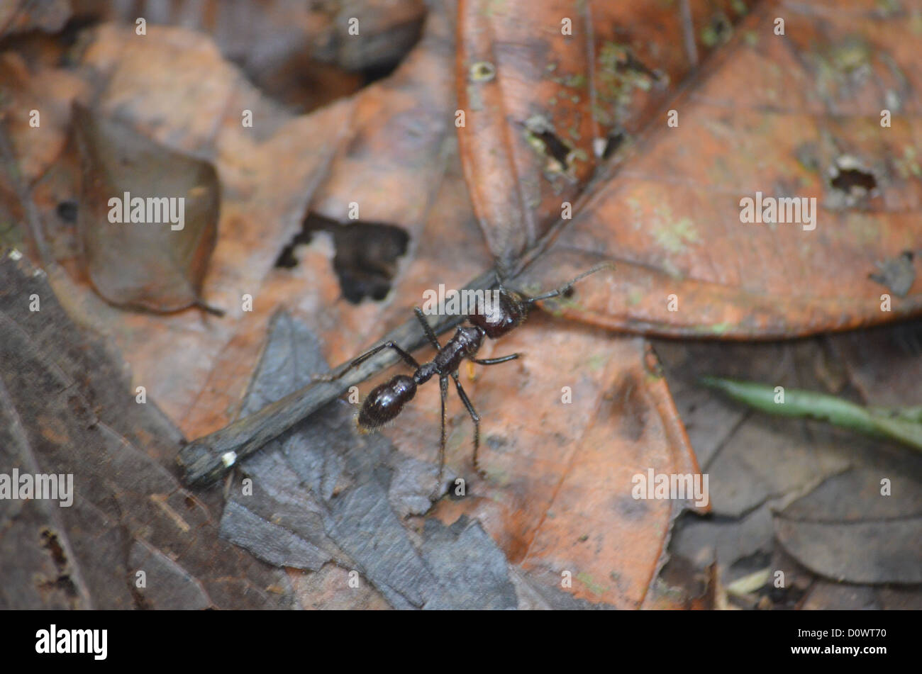 Bullet Ant on the jungle floor in the Madre de Dios region of the ...