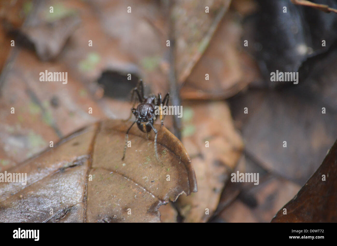 Bullet Ant on the jungle floor in the Madre de Dios region of the ...