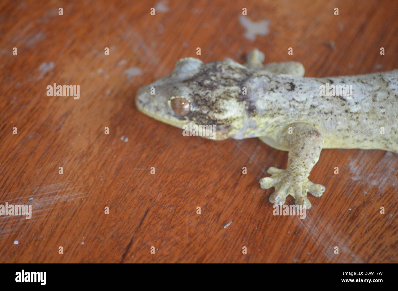 Lizard laying on the deck at a jungle lodge in the Madre de Dios region ...