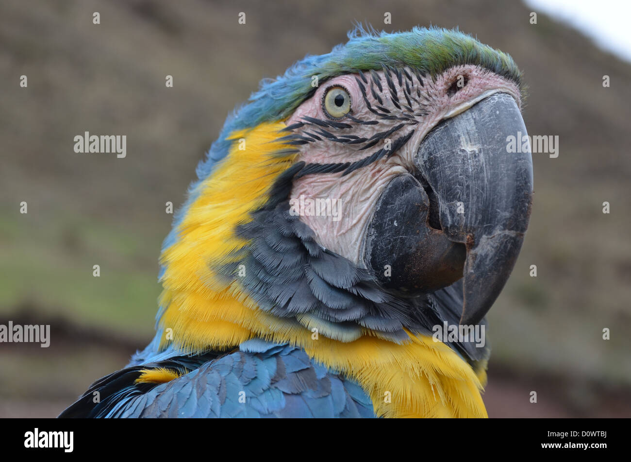 Blue and Yellow Macaw, Peru Stock Photo - Alamy