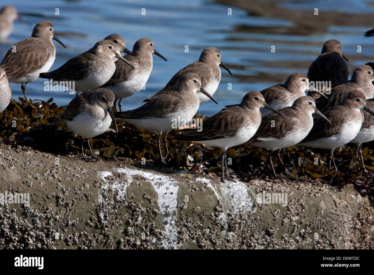 Flock of Dunlin (Calidris alpina) standing in seaweed on rock along ...