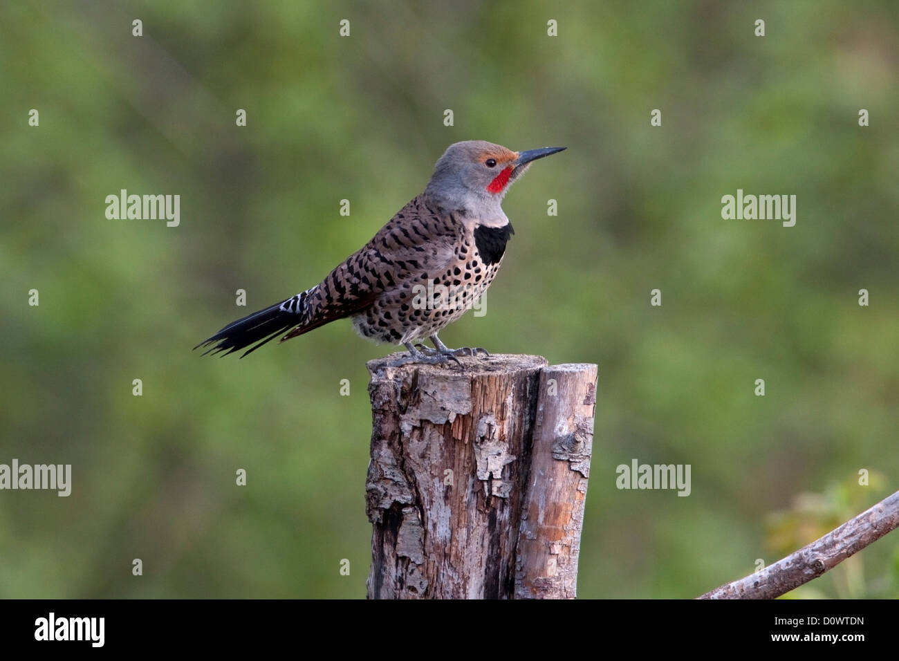 Northern Flicker (Colaptes auratus) woodpecker perched on dead tree ...