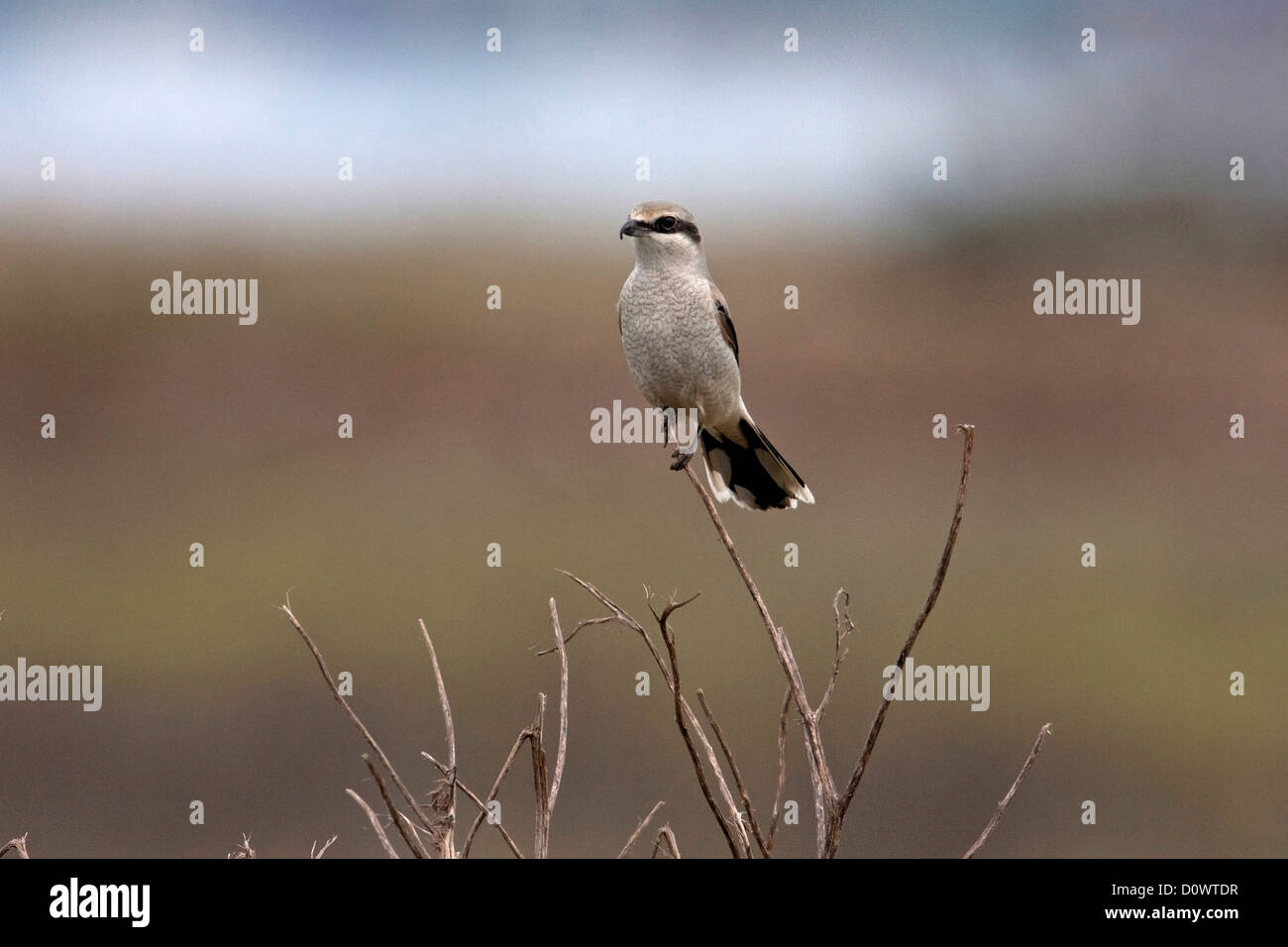 Northern Shrike Flying