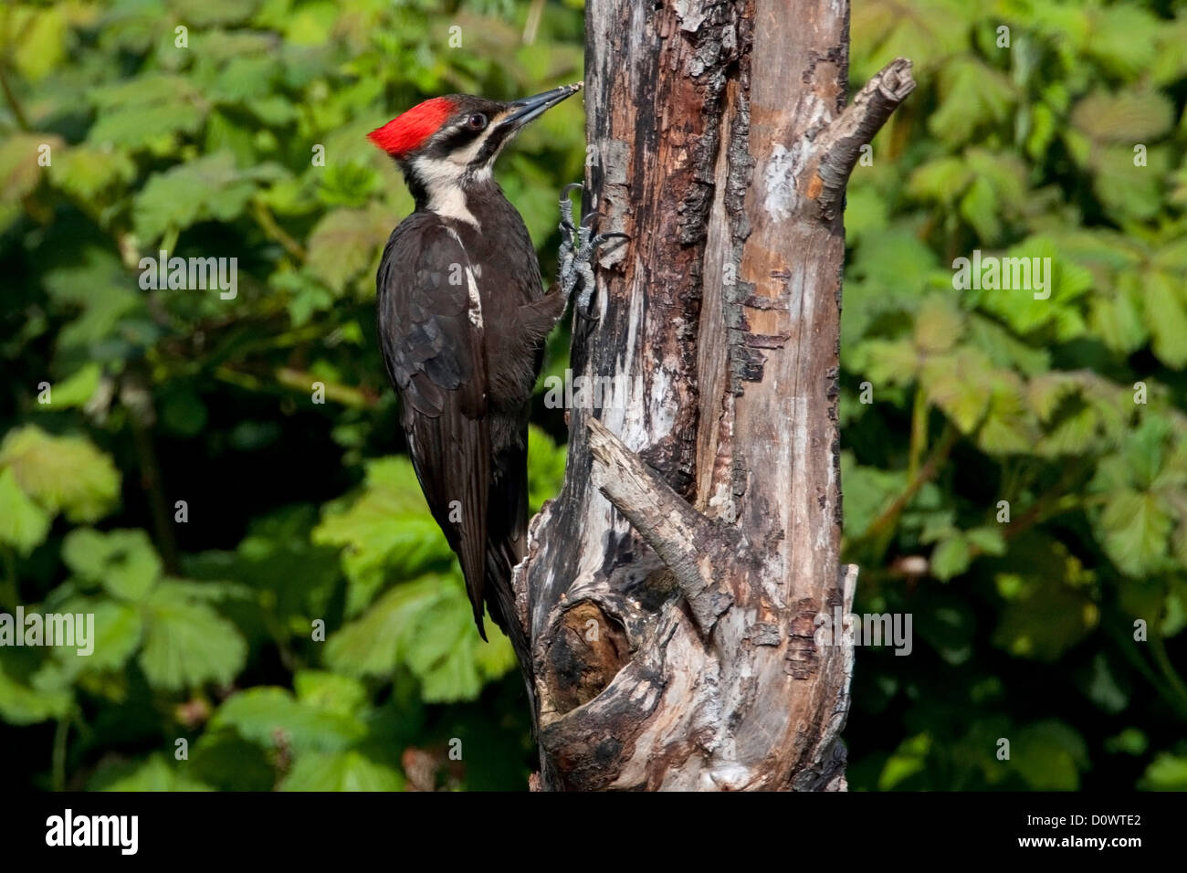 Pileated Woodpecker Dryocopus Pileatus Searching For Bugs In Dead