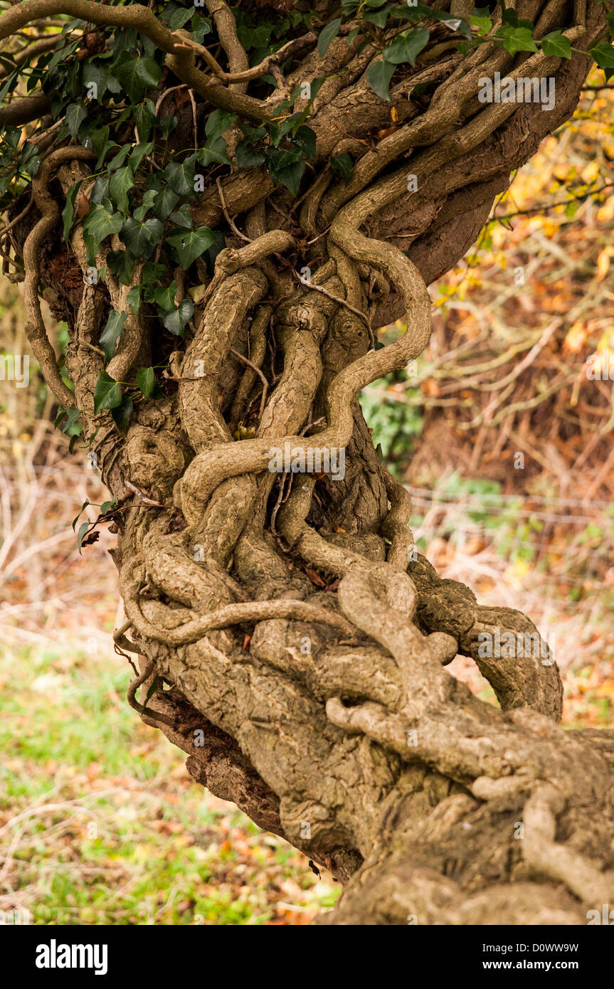 Twisted ivy hi-res stock photography and images - Alamy