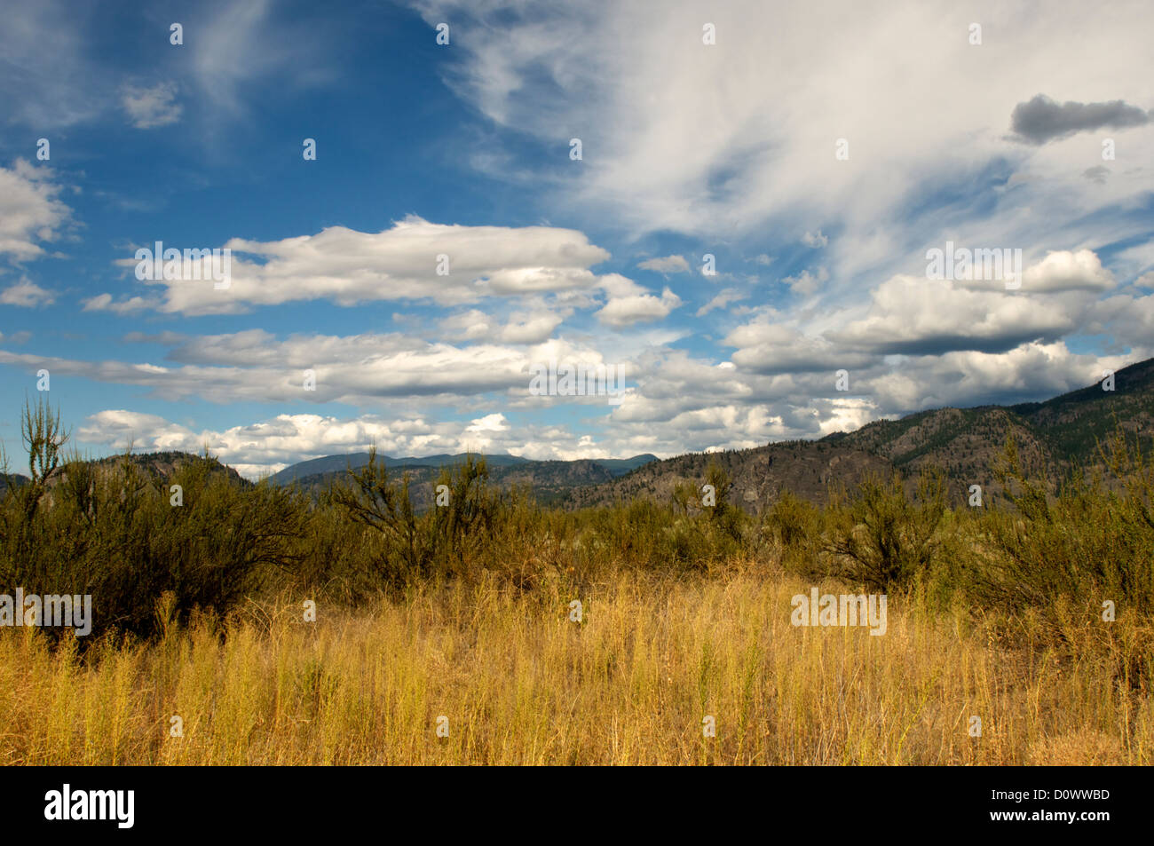 Desert brush landscape Stock Photo - Alamy