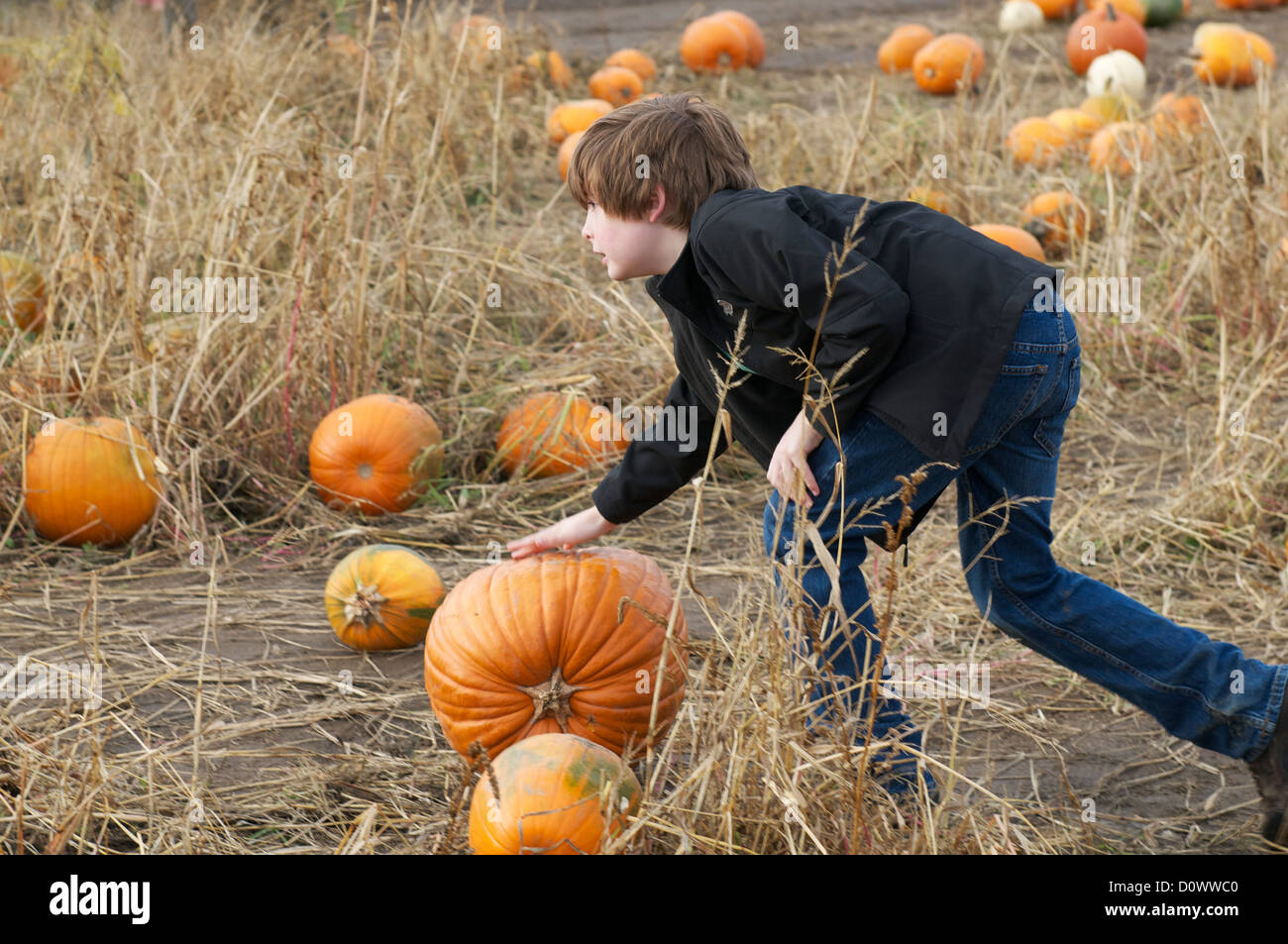 Child picking pumpkin hi-res stock photography and images - Alamy