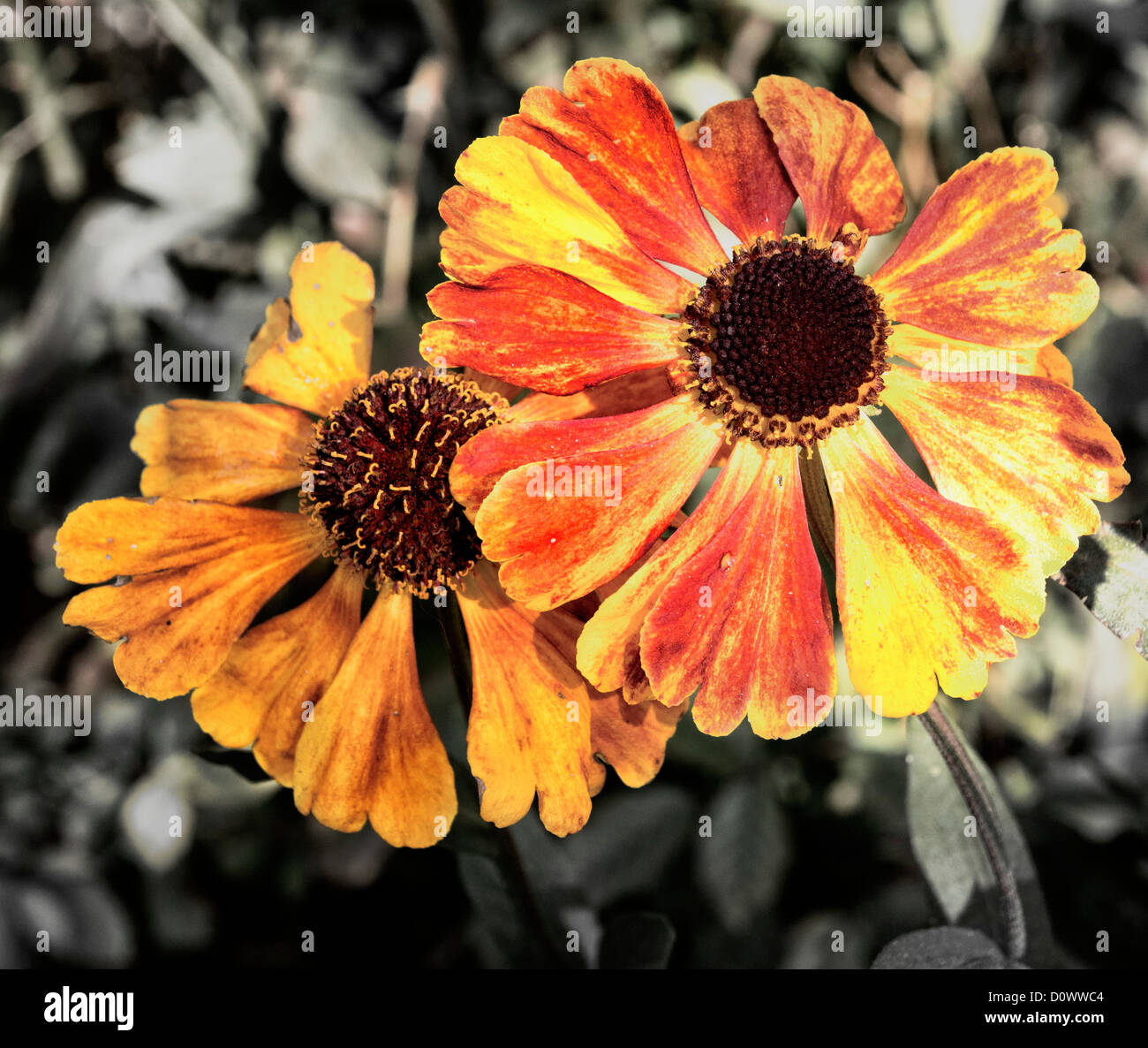 Last days of Sun Stock Photo - Alamy