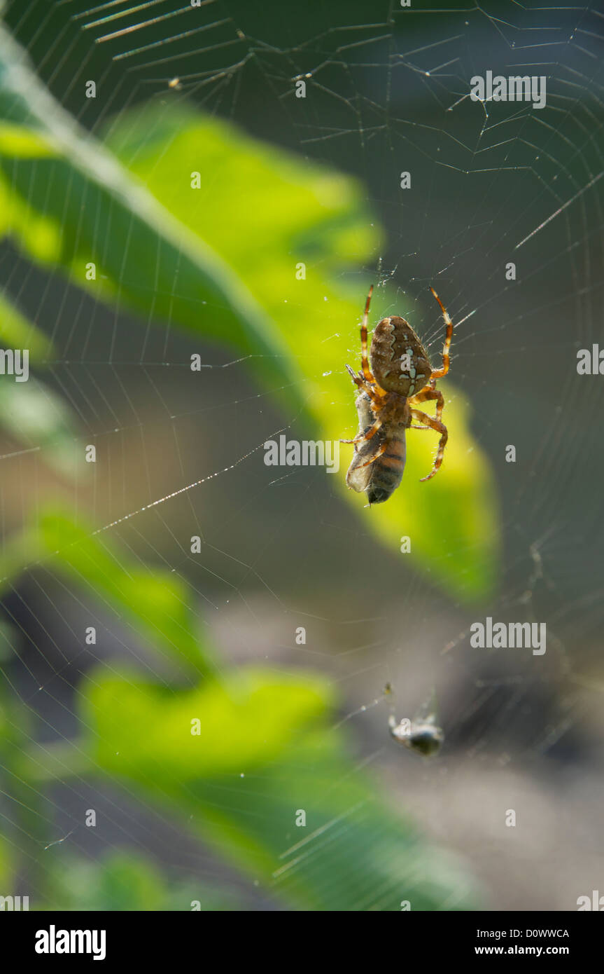 Spider and captured prey Stock Photo - Alamy