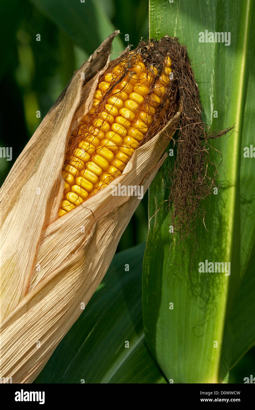 Ripe maize cob in a maize field, Alsace, France Stock Photo - Alamy