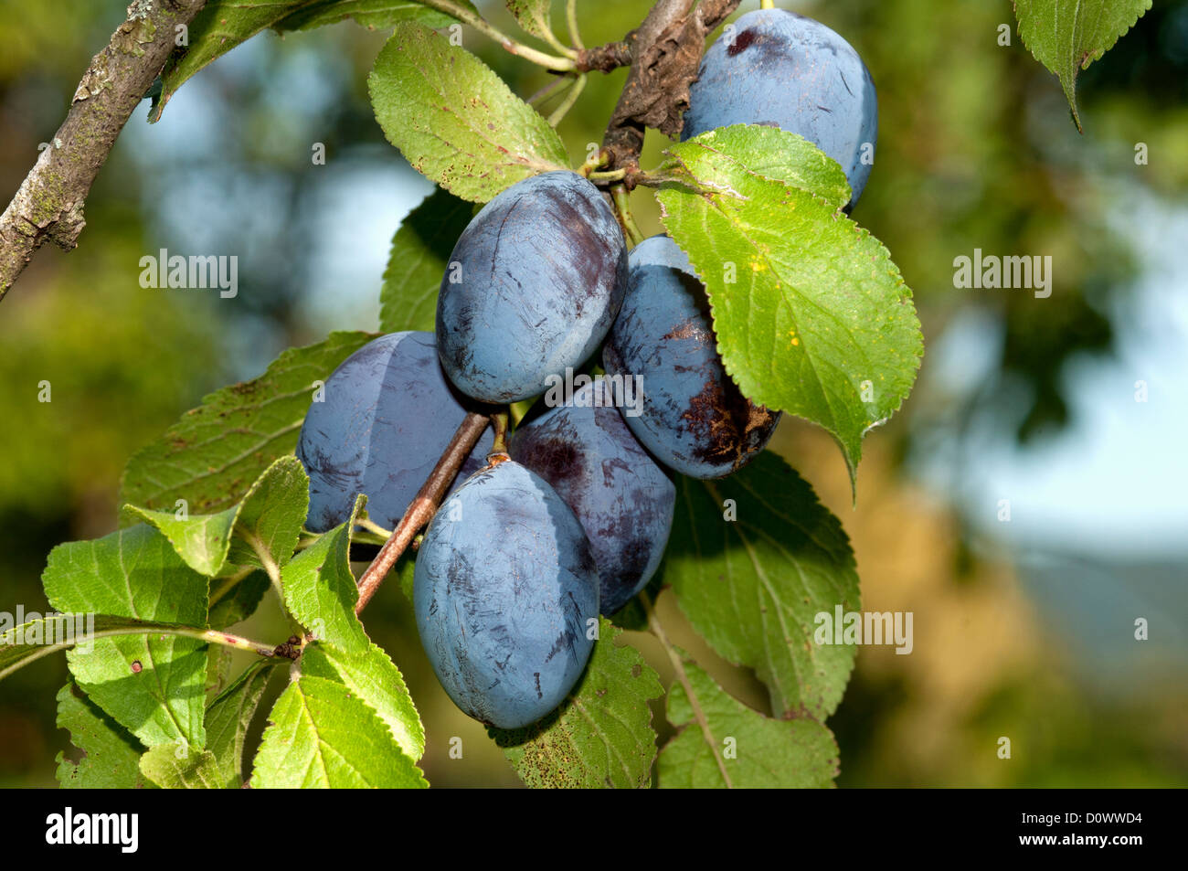 Fruit fruits tree trees hi-res stock photography and images - Alamy