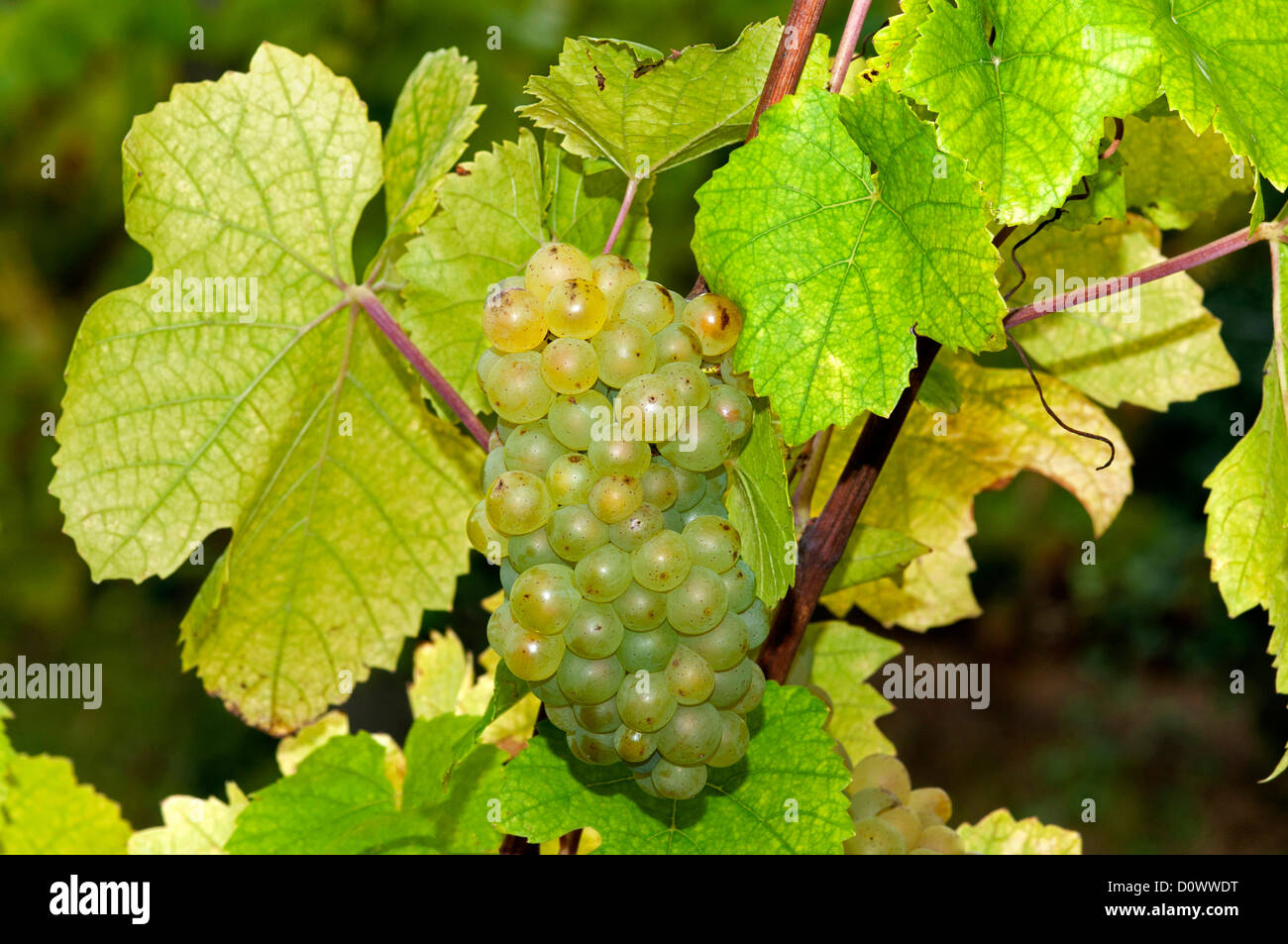 White wine grape of Silvaner (Sylvaner), Bollenberg, Alsace, France ...