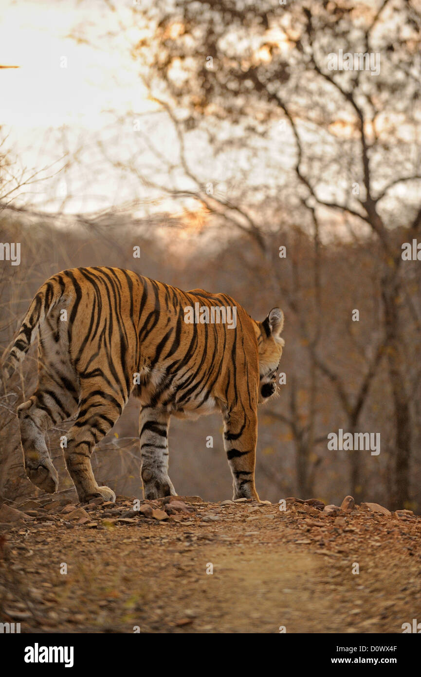 Tiger walking on a forest track on a cold winter morning in the dry ...