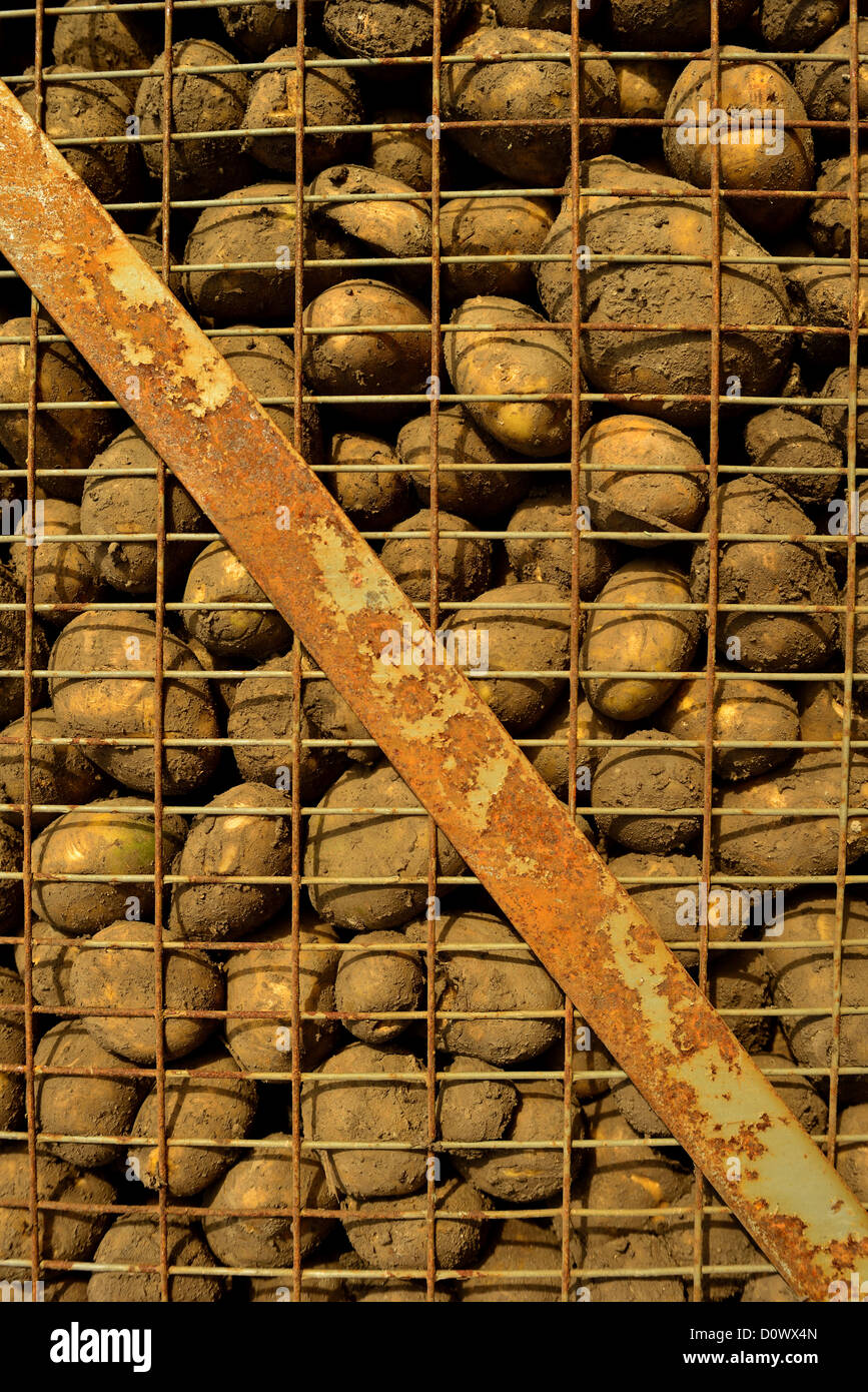 Potatoes in Prison Stock Photo - Alamy