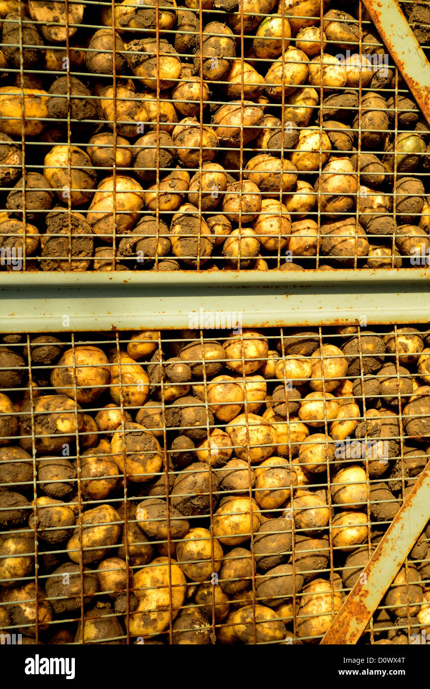 Potatoes in Prison Stock Photo - Alamy