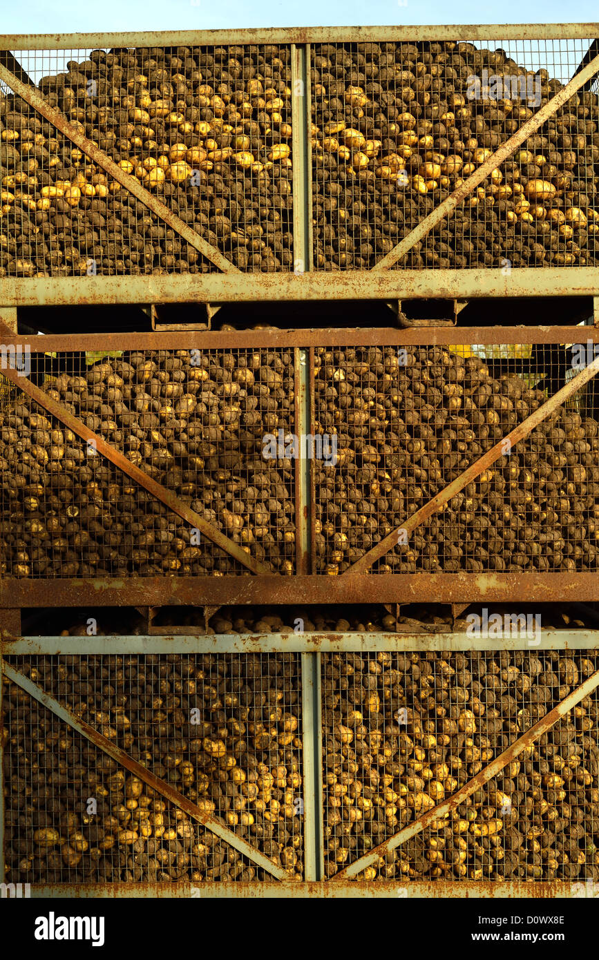 Potatoes in Prison Stock Photo - Alamy