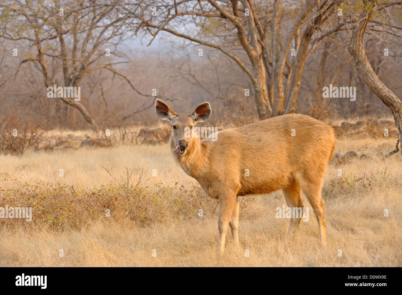 Female sambar deer (Rusa unicolor) in the dry grasslands of Ranhambhore ...